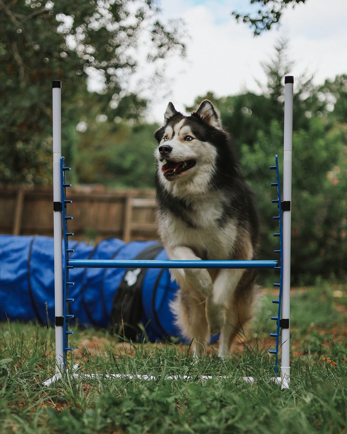 Better Sporting Dogs Agility Set | 5pc Agility Kit | Bar Jump W/cup ...