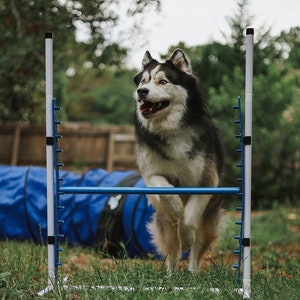 Better Sporting Dogs Agility Set | 5pc Agility Kit | Bar Jump W/cup ...