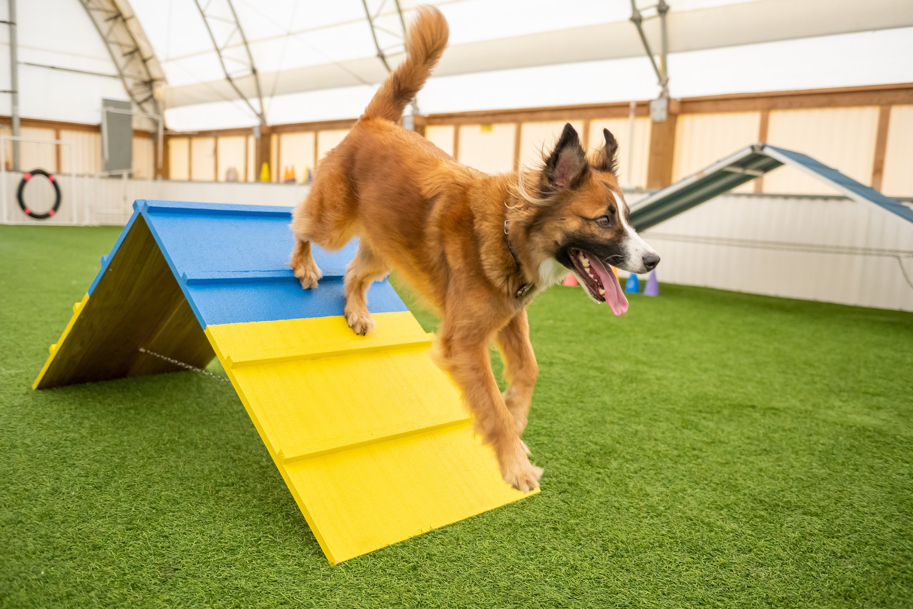 Better Sporting Dogs Agility A-frame Dog Agility Equipment - Etsy