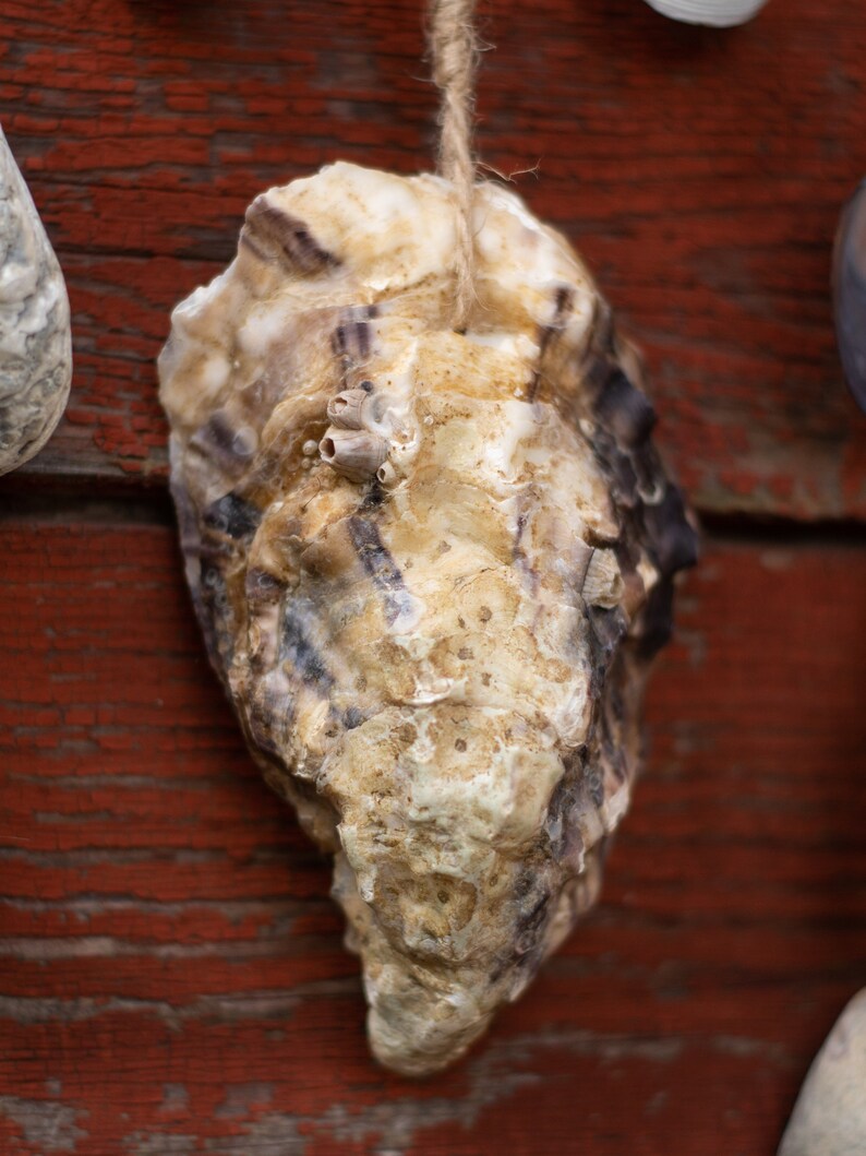 Small Home Decor With 4 Types of Seashells, Minimalistic Coastal Wall ...