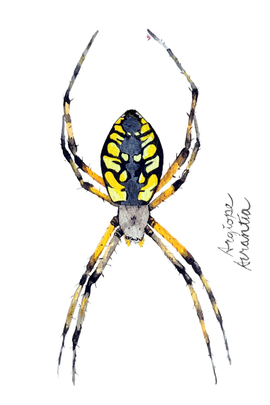 Yellow Garden Spider/ Golden Ord Weaver Watercolor Postcard Print - Etsy