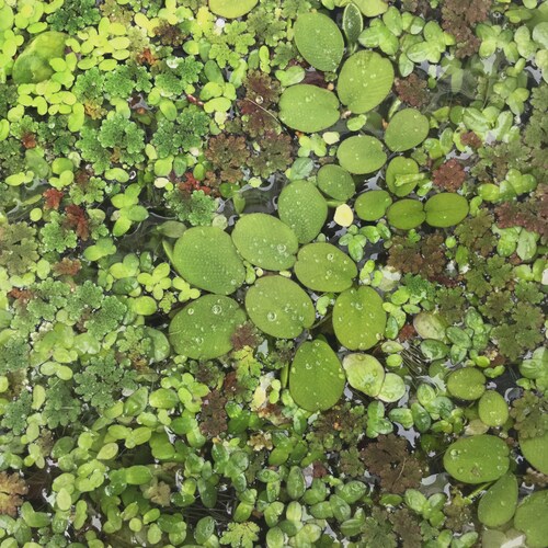 Floating Plant Package 2 Frogbit Red Root Floater Dwarf - Etsy