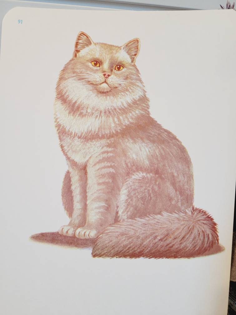 Vintage Cat Flash Card, Vintage Kitten Decor, Antique Flashcards ...