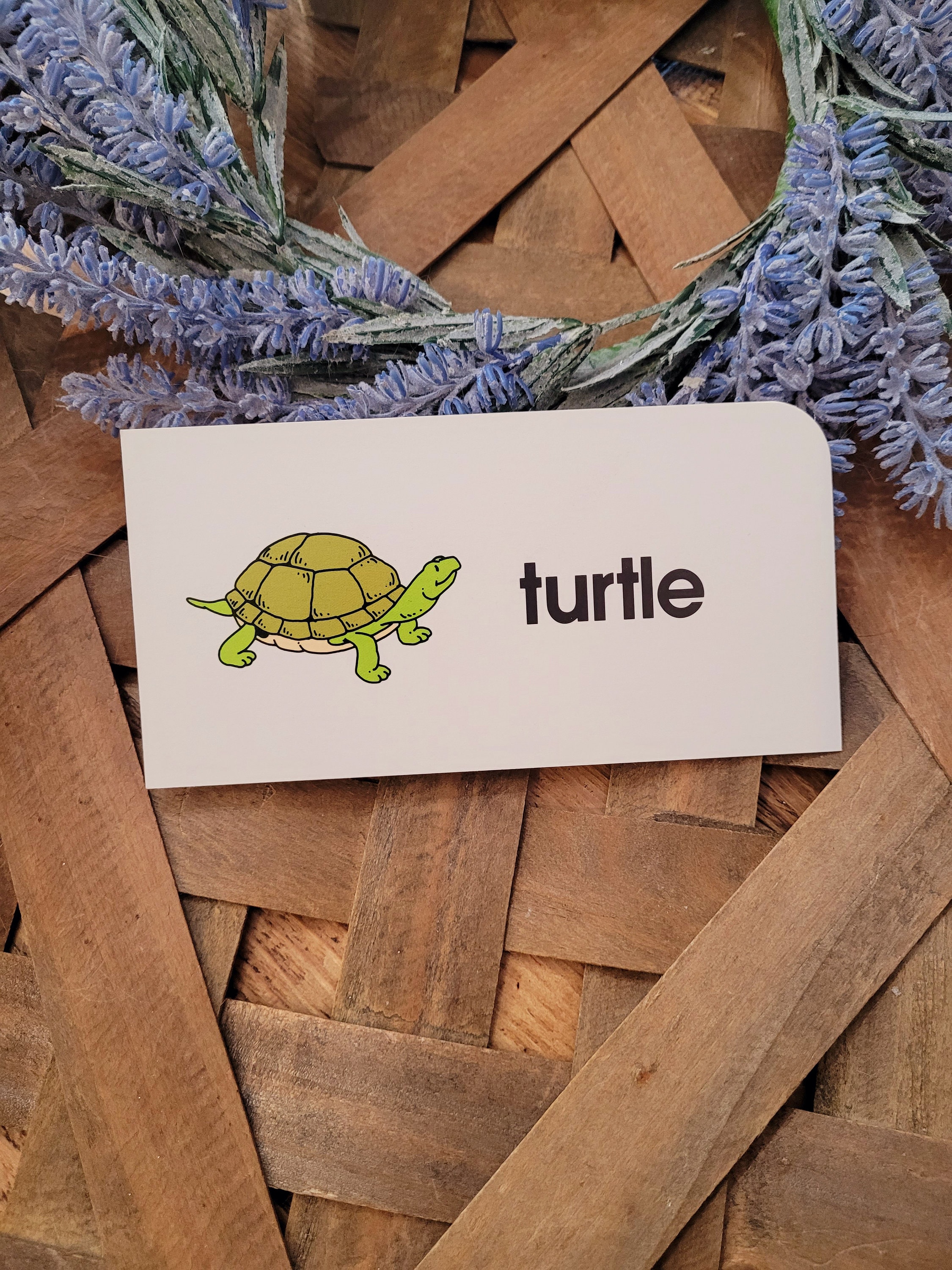 Vintage Turtle Flash Cards, Vintage School, Antique Flashcards, Vintage ...