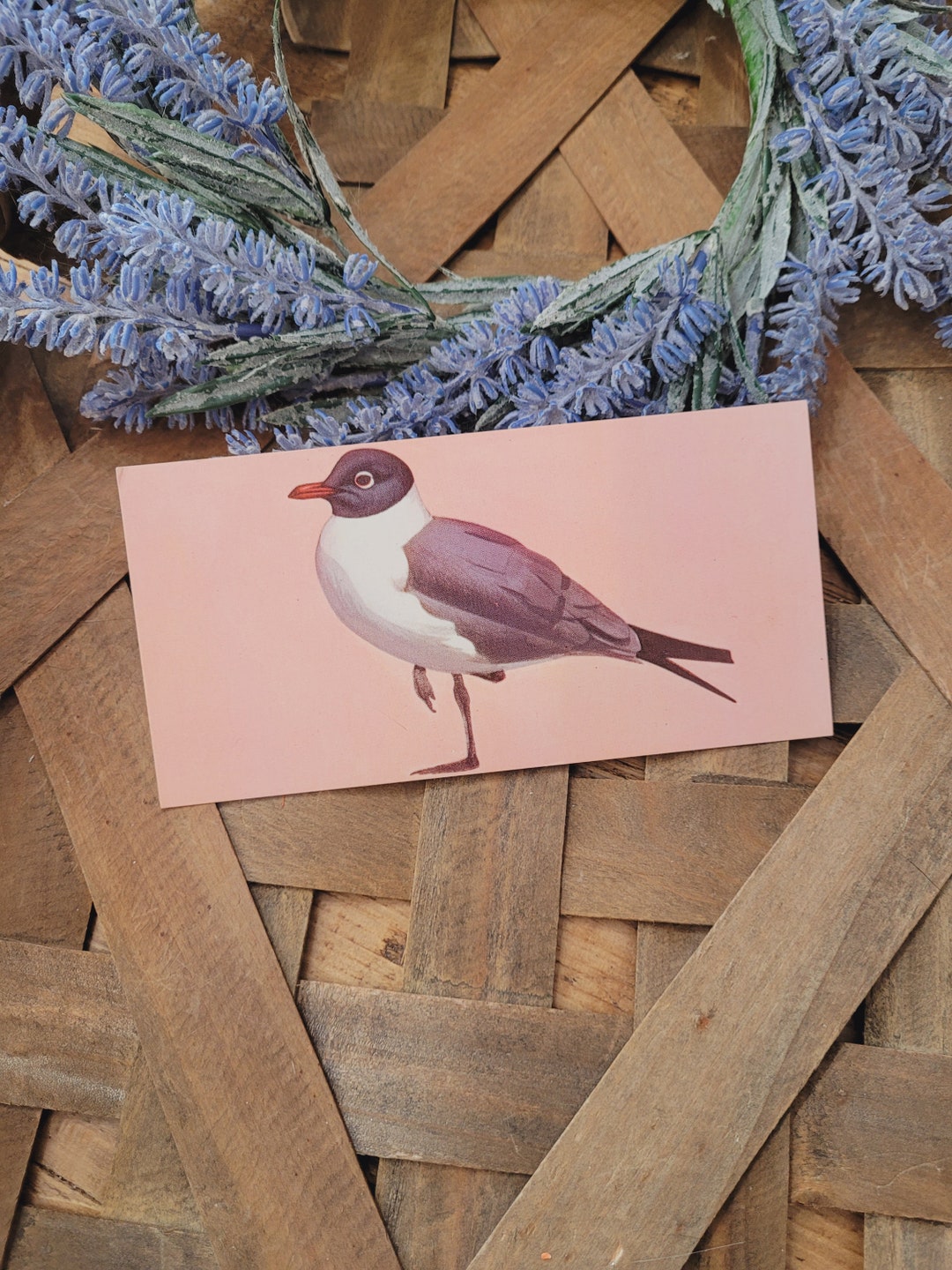 Vintage Gull Bird Flash Card, Antique Flashcards, Vintage Ephemera ...