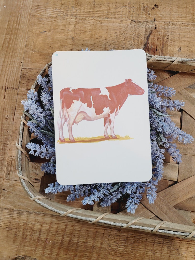 Vintage Cow Flash Card, Farm Ranch Decor, , Antique Flashcards, Vintage ...