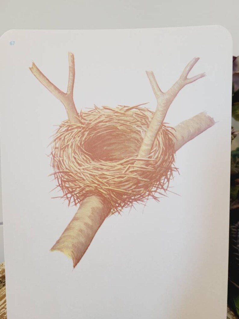 Vintage Bird's Nest Flash Card, Antique Flashcards, Vintage Ephemera ...