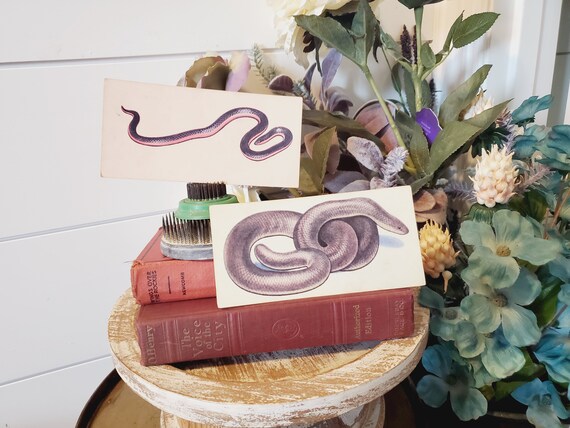 Vintage Snake Flash Card Vintage Halloween Antique | Etsy
