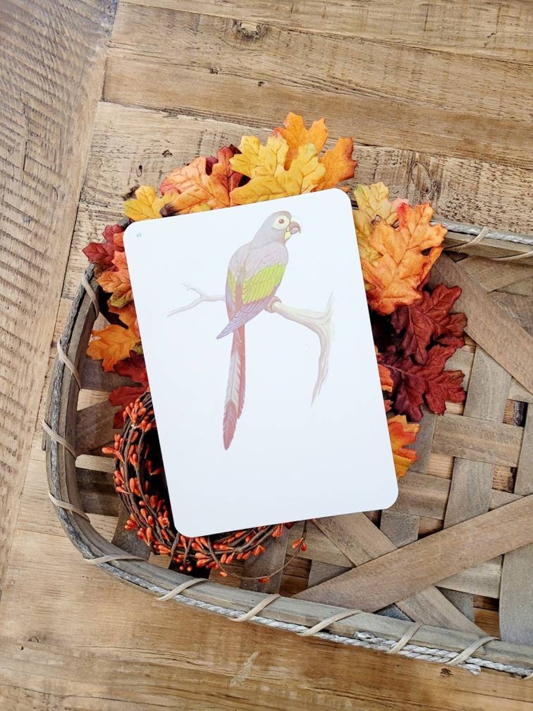 Vintage Parrot Bird Flash Card, Vintage Bird Decor, Antique Flashcards ...