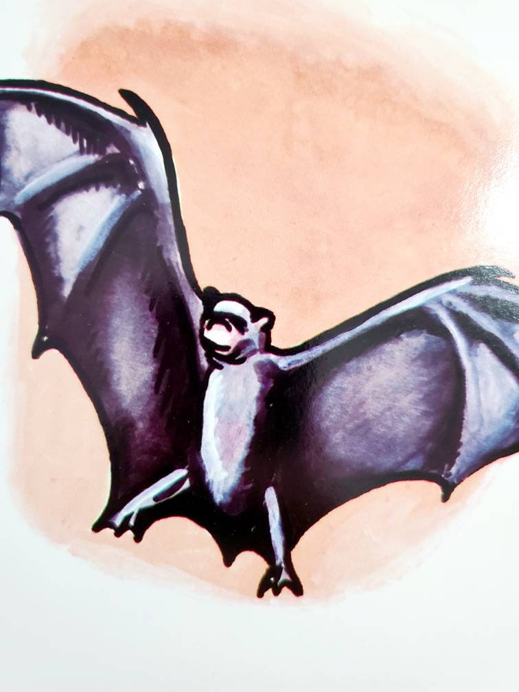 Vintage Bat Flash Card Halloween Ephemera Antique - Etsy