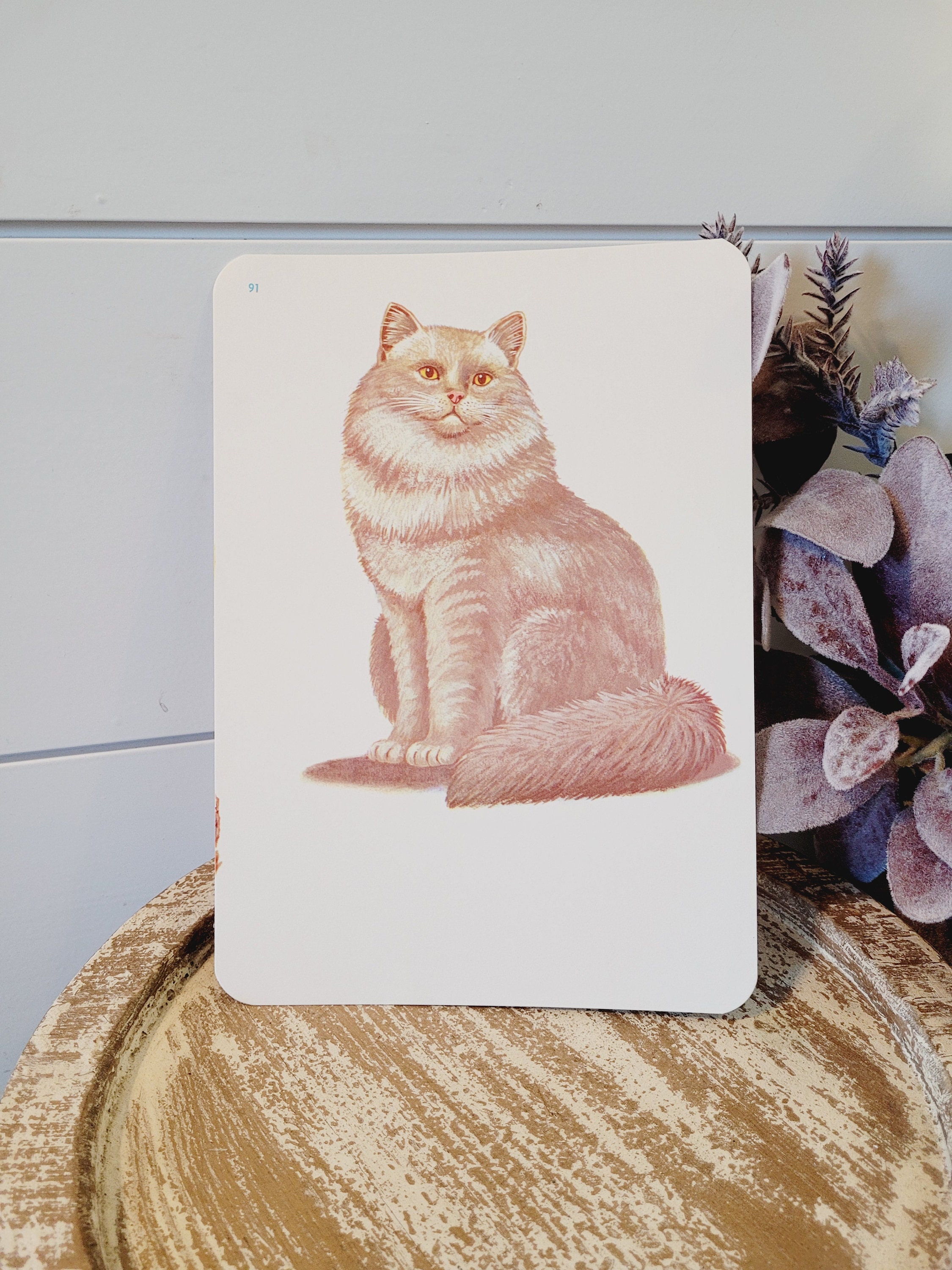Vintage Cat Flash Card, Vintage Kitten Decor, Antique Flashcards ...
