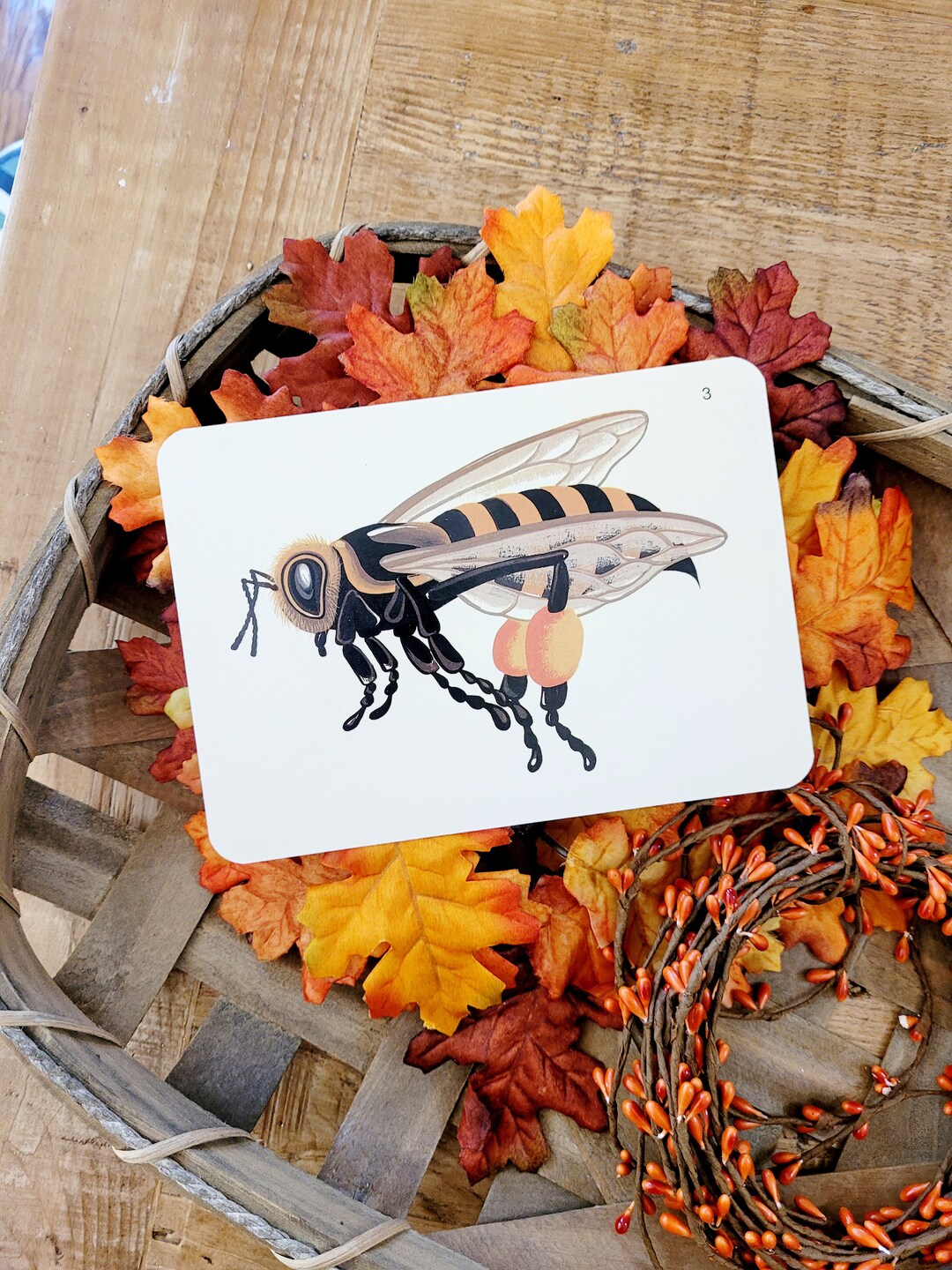 Vintage Bee Insect Flash Card, Vintage School Supplies, Antique ...