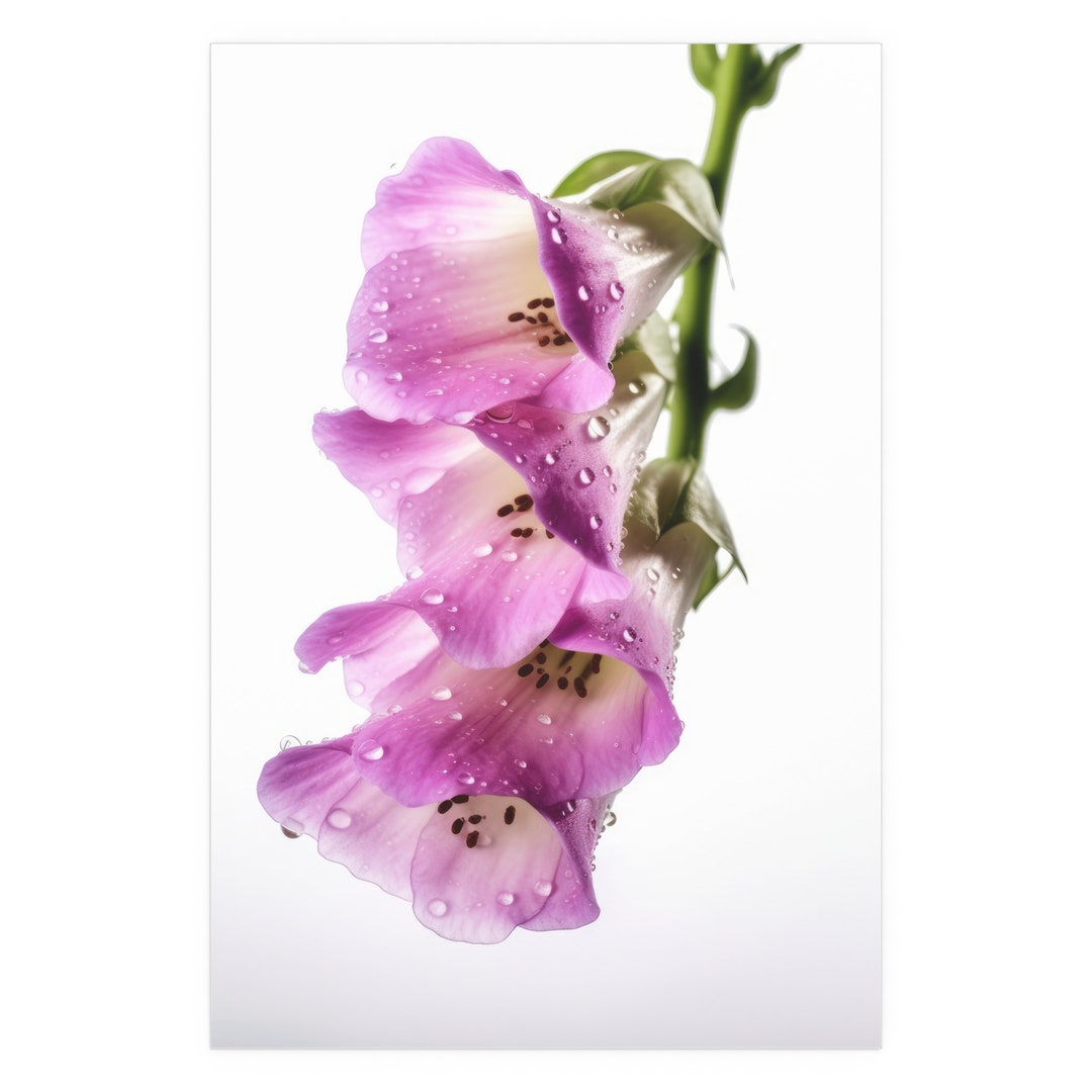 Foxglove Poster on White Background Picture of Foxglove - Etsy