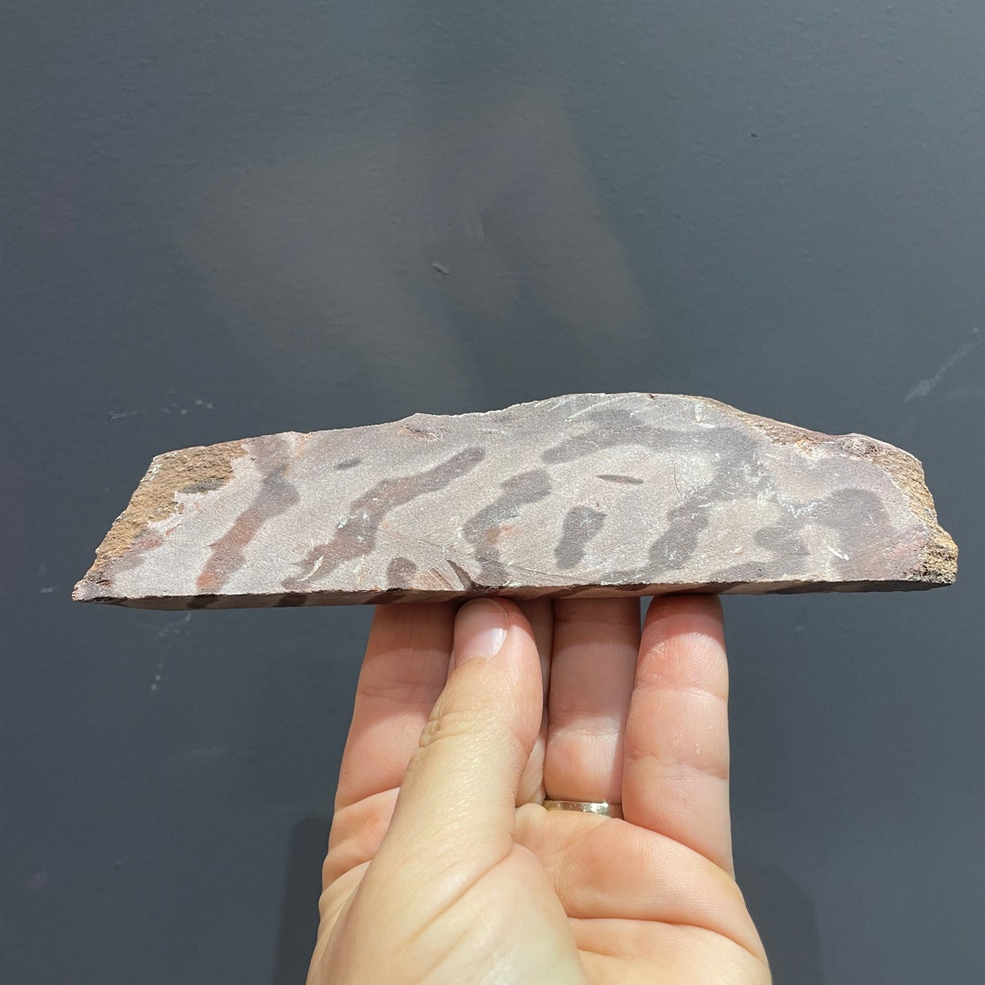 Zebra Stone Kunanarra, Western Australia 157g 15.5x3.5x1.5 Cm - Etsy
