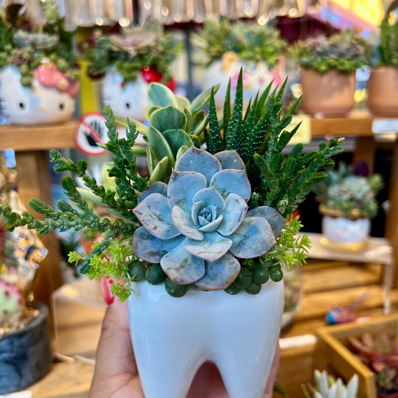 TheOpulentSucculent - Etsy