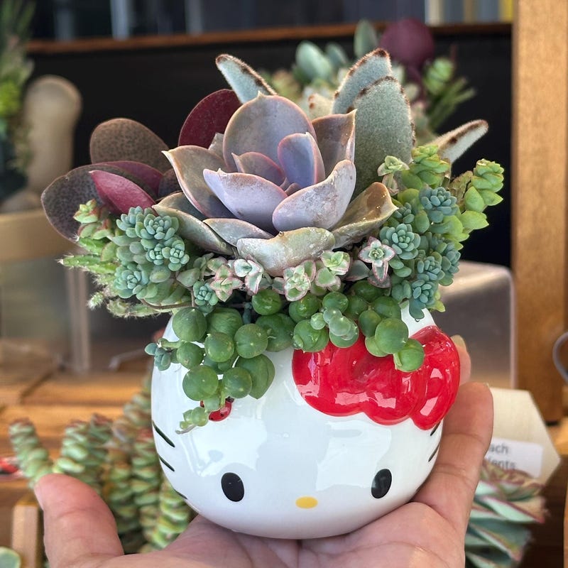 TheOpulentSucculent - Etsy