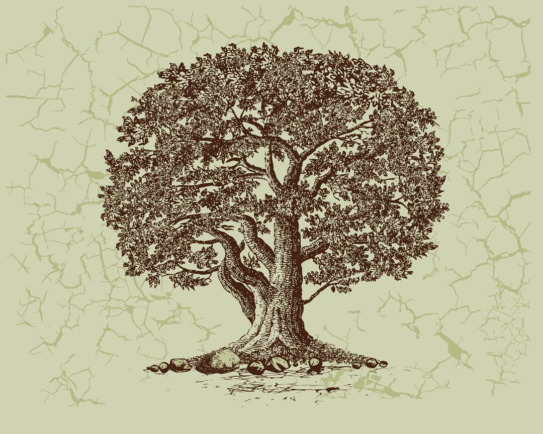 Oak Tree in Vector - Etsy