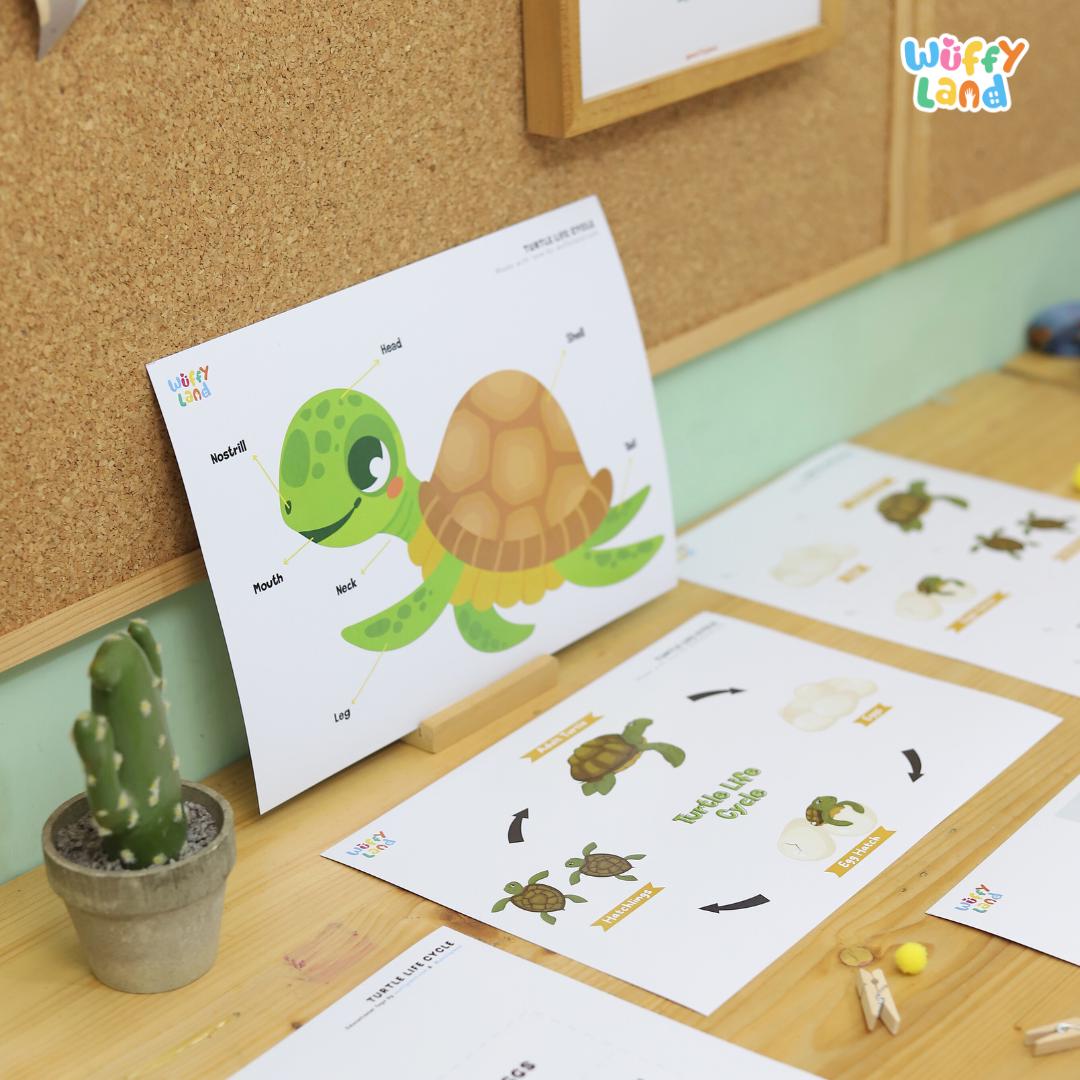 Turtle Life Cycle PDF Activity Worksheets Pack for Kids With Foldable ...