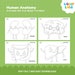 Human Anatomy Activity Book: Biology Homeschool Printable (PDF) - Etsy