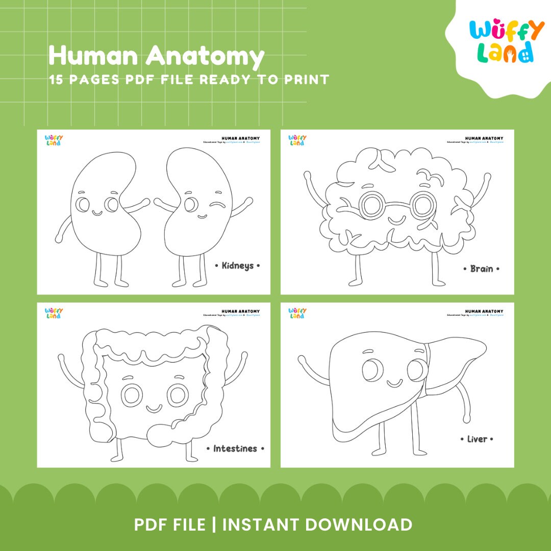 Human Anatomy Busy Book, Human Anatomy Activity Unit, Biolgy for Kids ...