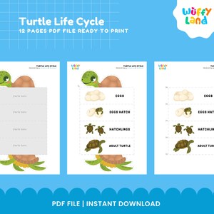 Turtle Life Cycle PDF Activity Worksheets Pack for Kids With Foldable ...