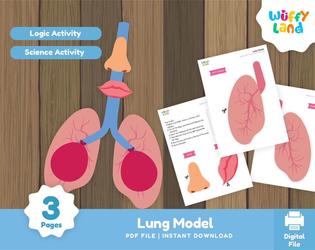 Lung Model Lung Model Printable Anatomy Printables Lung - Etsy