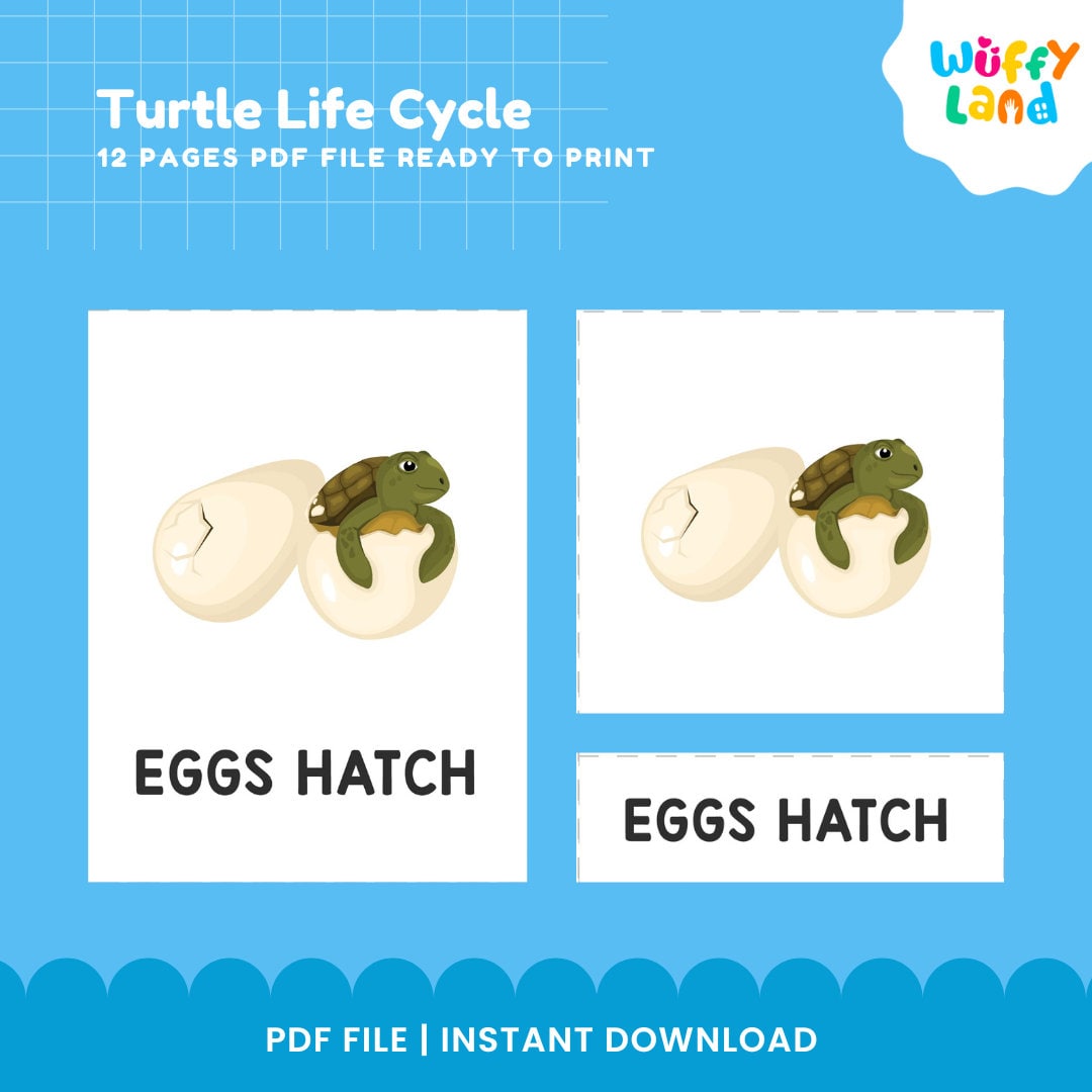 Turtle Life Cycle PDF Activity Worksheets Pack for Kids With Foldable ...