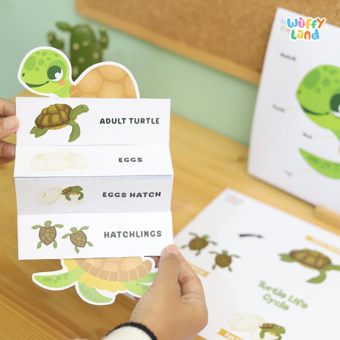 Turtle Life Cycle PDF Activity Worksheets Pack for Kids With Foldable ...