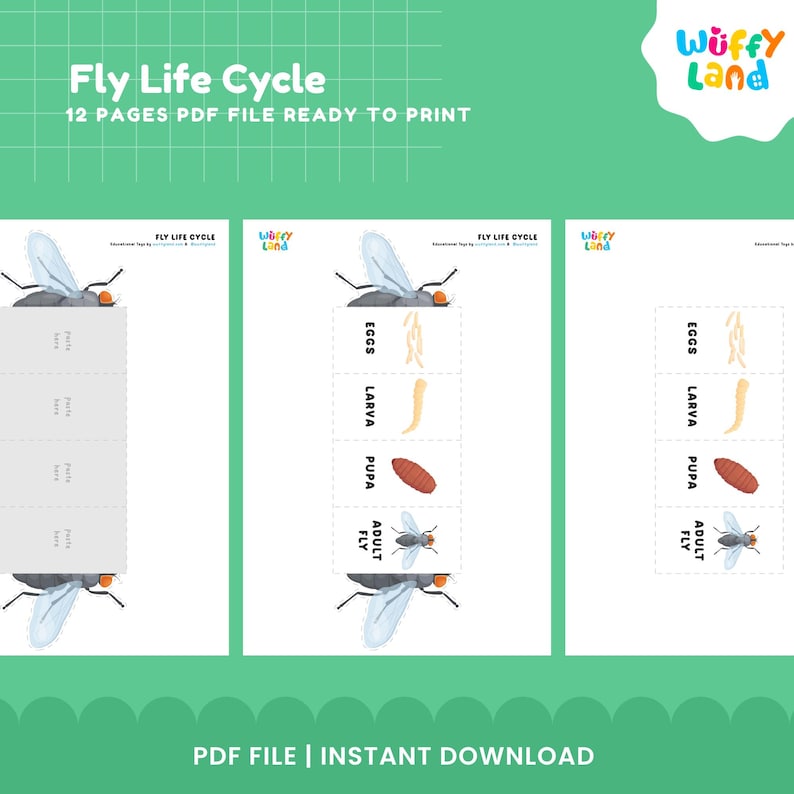 Fly Life Cycle Printable | Educational Science Activity for Kids | PDF ...