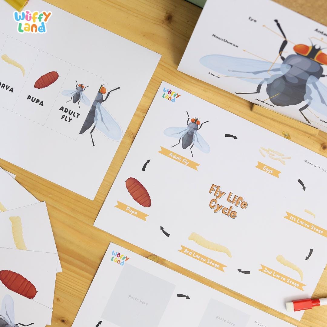Fly Life Cycle Printable | Educational Science Activity for Kids | PDF ...