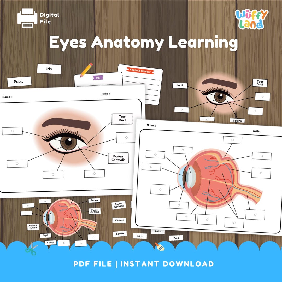 Eye Anatomy Worksheet for Kids | Human Body Science Printable | Parts ...