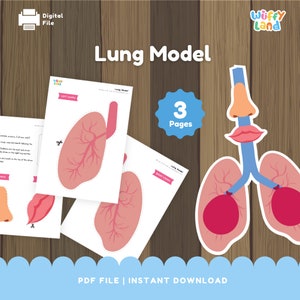 Lung Model, Lung Model Printable, Anatomy Printables, Lung Learning ...