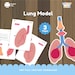 Lung Model, Lung Model Printable, Anatomy Printables, Lung Learning ...