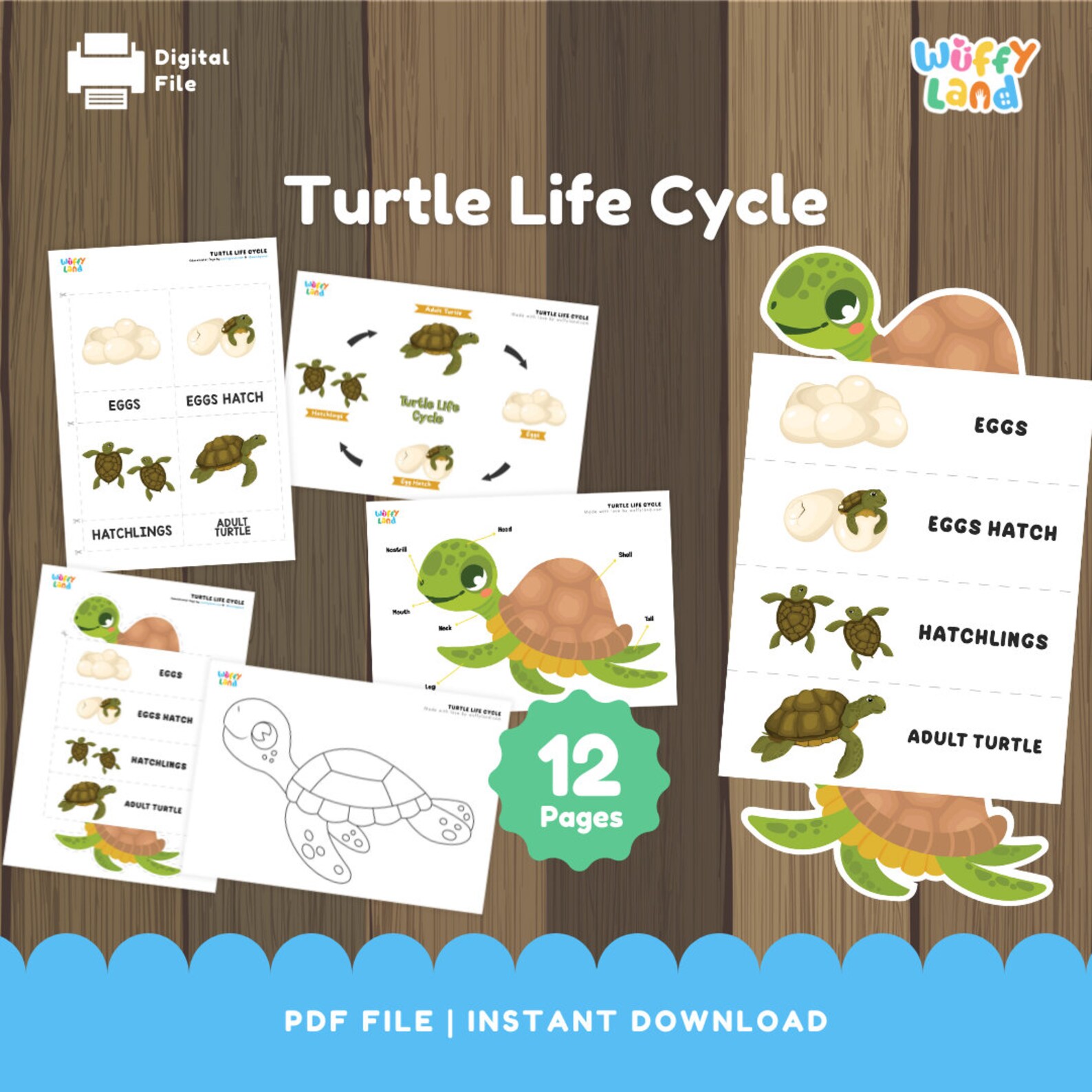 Turtle Life Cycle PDF Activity Worksheets Pack for Kids With Foldable ...