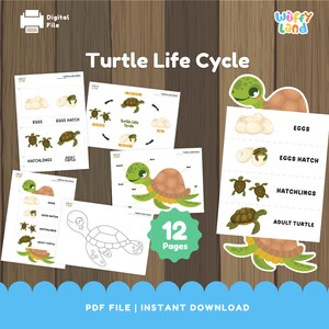 Turtle Life Cycle PDF Activity Worksheets Pack for Kids With Foldable ...