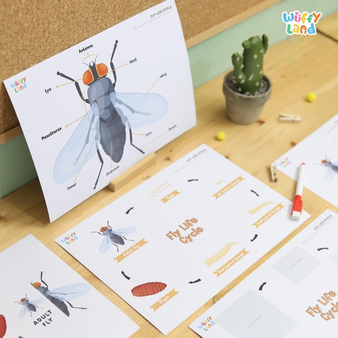 Fly Life Cycle Printable | Educational Science Activity for Kids | PDF ...