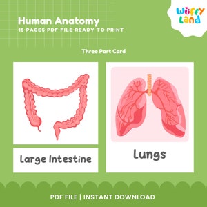 Human Anatomy Busy Book, Human Anatomy Activity Unit, Biolgy for Kids ...
