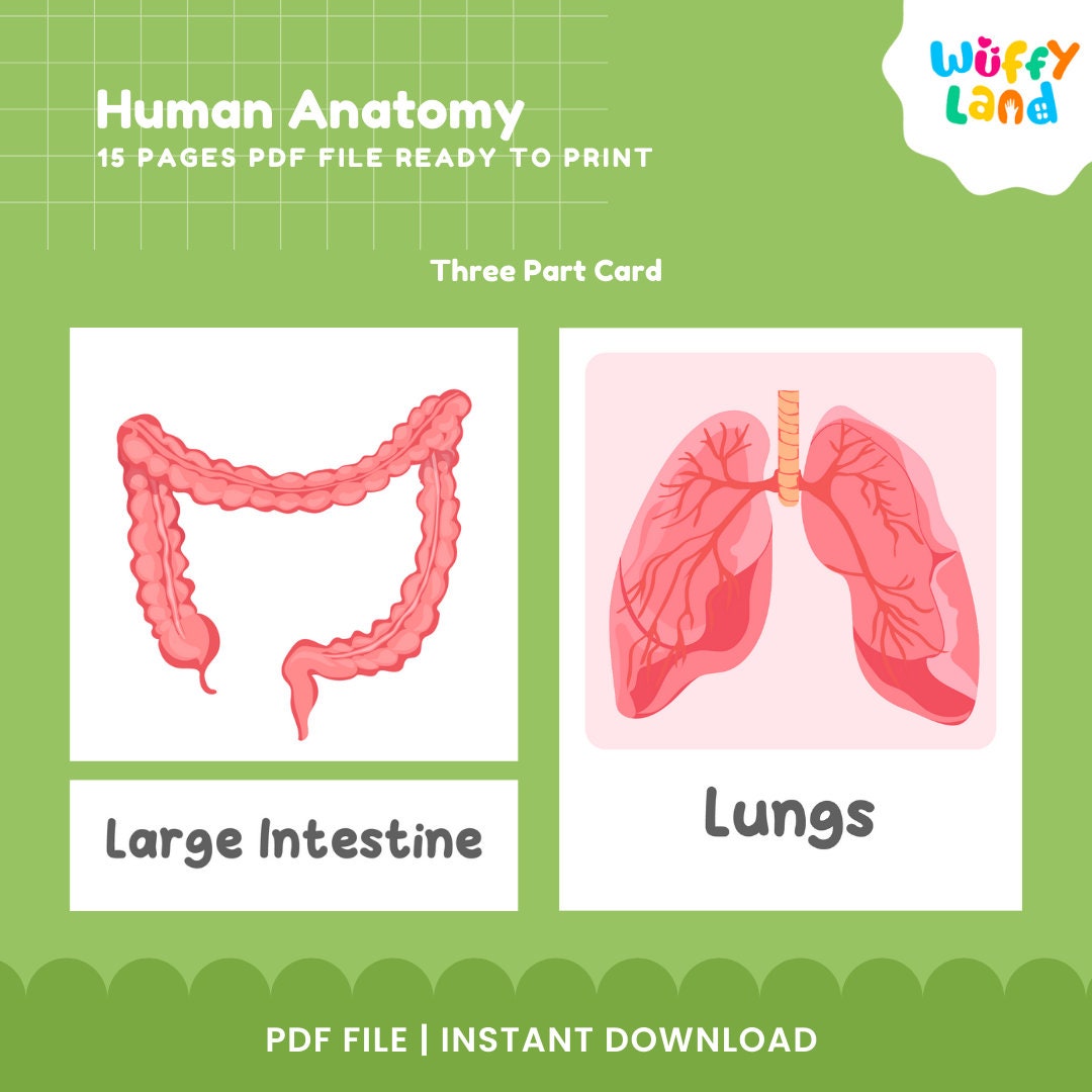 Human Anatomy Busy Book, Human Anatomy Activity Unit, Biolgy for Kids ...