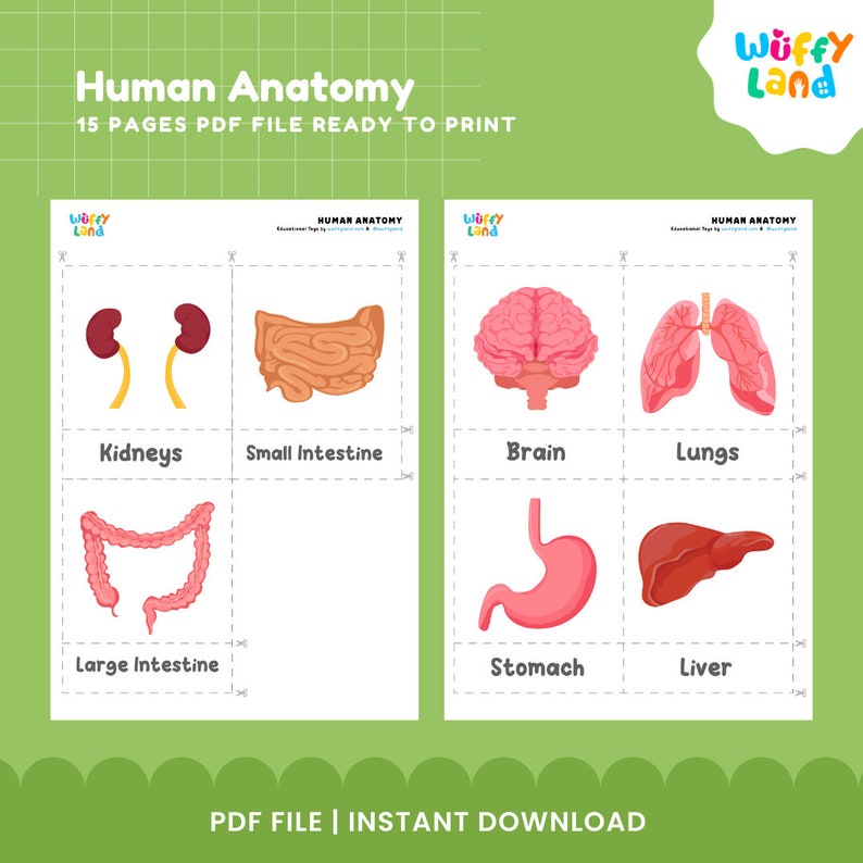 Human Anatomy Busy Book, Human Anatomy Activity Unit, Biolgy for Kids ...