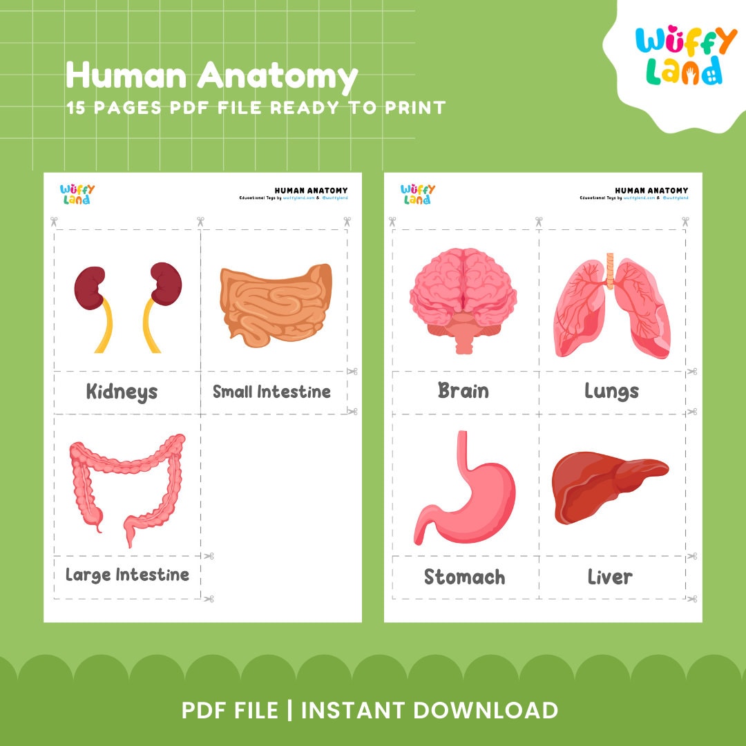 Human Anatomy Activity Book: Biology Homeschool Printable (PDF) - Etsy