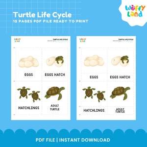 Turtle Life Cycle PDF Activity Worksheets Pack for Kids With Foldable ...