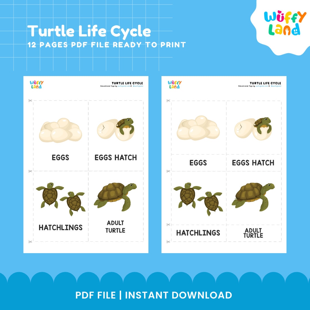 Turtle Life Cycle PDF Activity Worksheets Pack for Kids With Foldable ...
