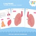 Printable Lung Model: Anatomy Learning for Kids (digital Download) - Etsy