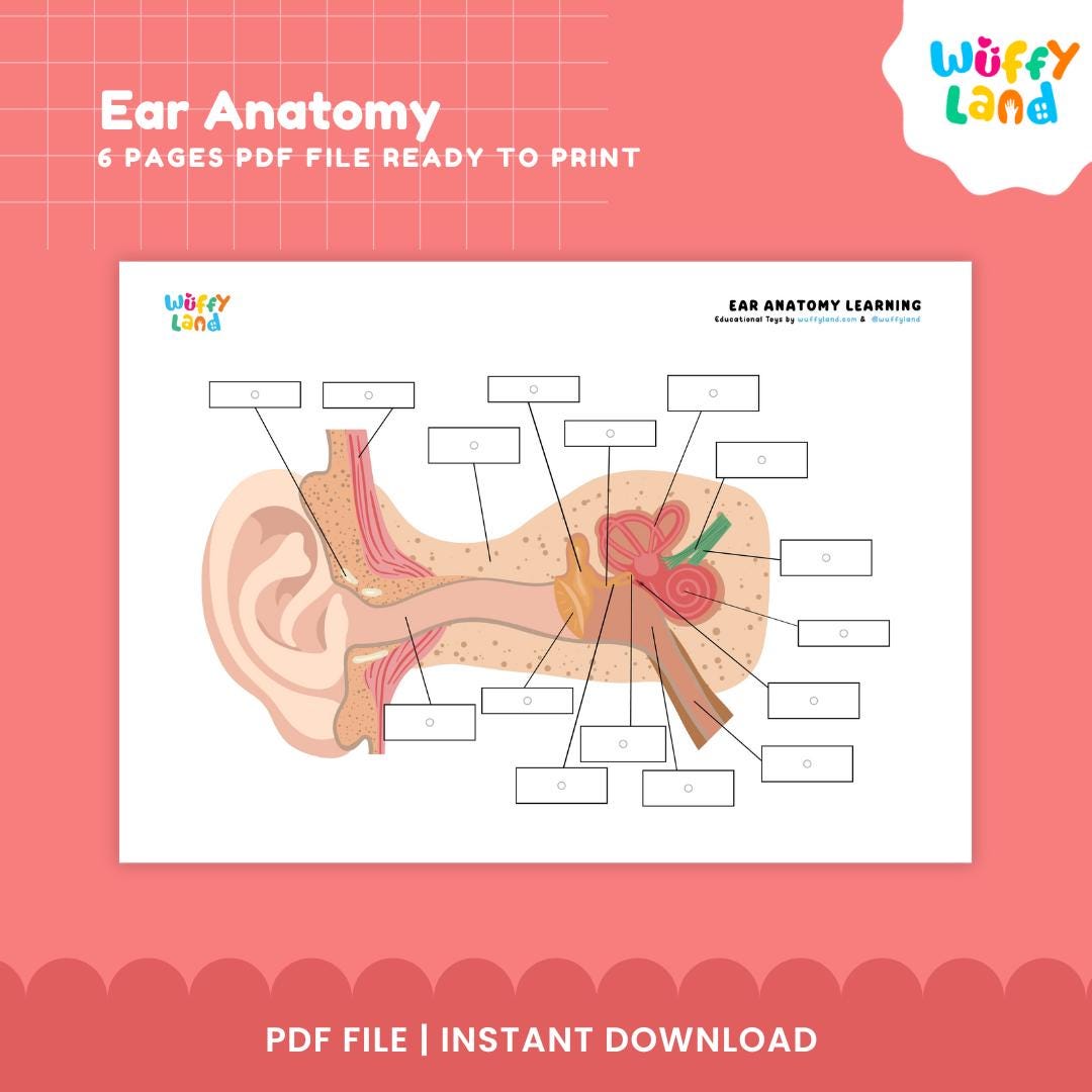 Ear Anatomy Diagram & Worksheets - Human Body Science Activities for ...