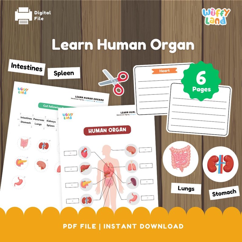 Human Organs Activity Sheets: Anatomy & Science Printable for Kids (PDF Download - Etsy Australia