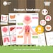 Human Anatomy Activity Book: Biology Homeschool Printable (PDF) - Etsy