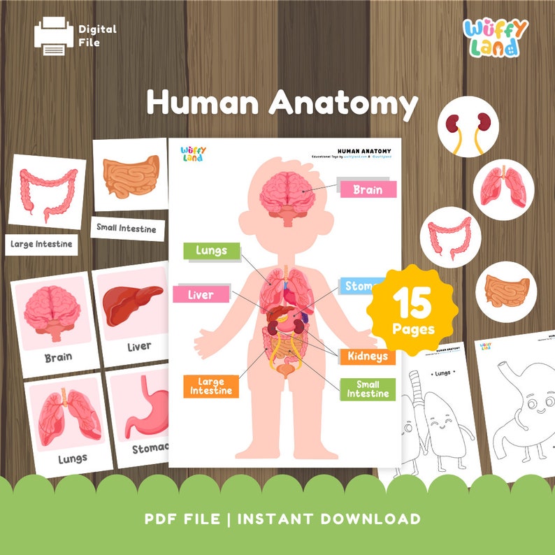 Human Anatomy Busy Book, Human Anatomy Activity Unit, Biolgy for Kids ...