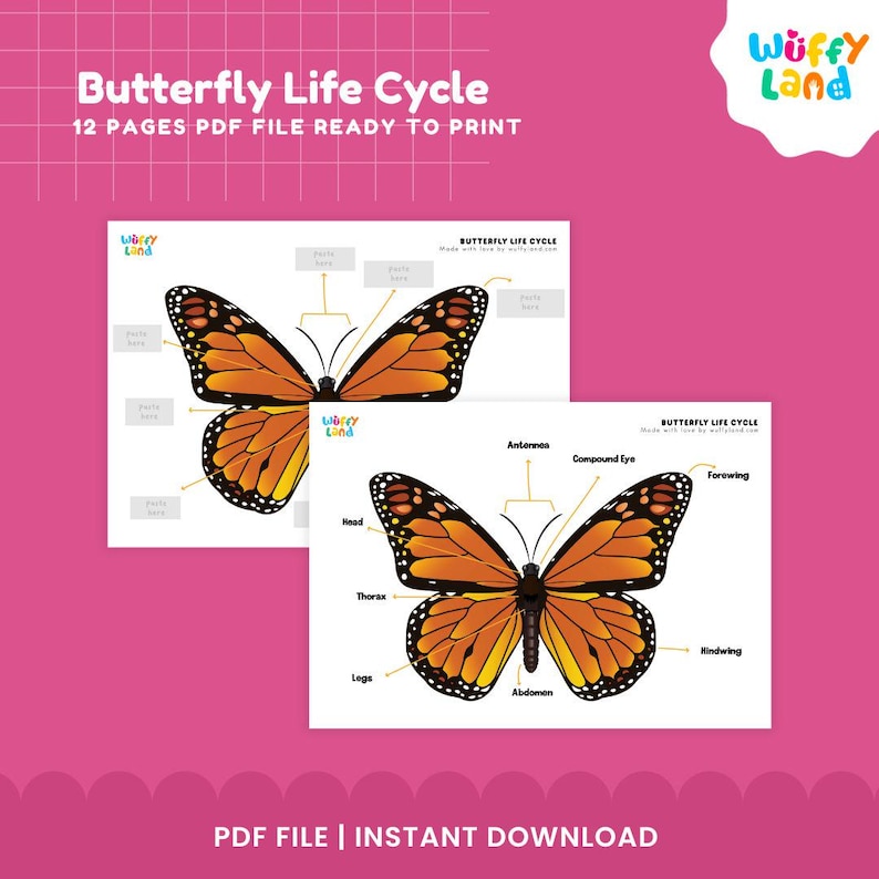 Butterfly Life Cycle Printable | Life Cycle Worksheet for Kids ...