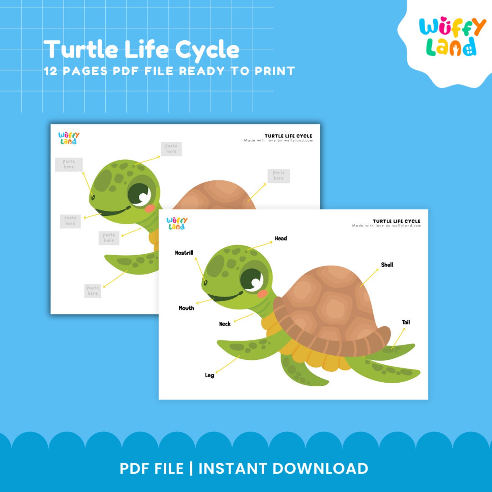 Turtle Life Cycle PDF Activity Worksheets Pack for Kids With Foldable ...