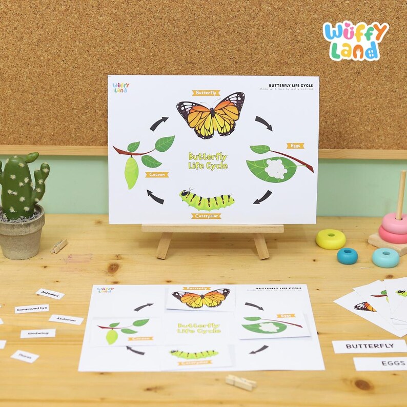 Ciclo de vida de la mariposa imprimible / Actividad educativa de 12 ...